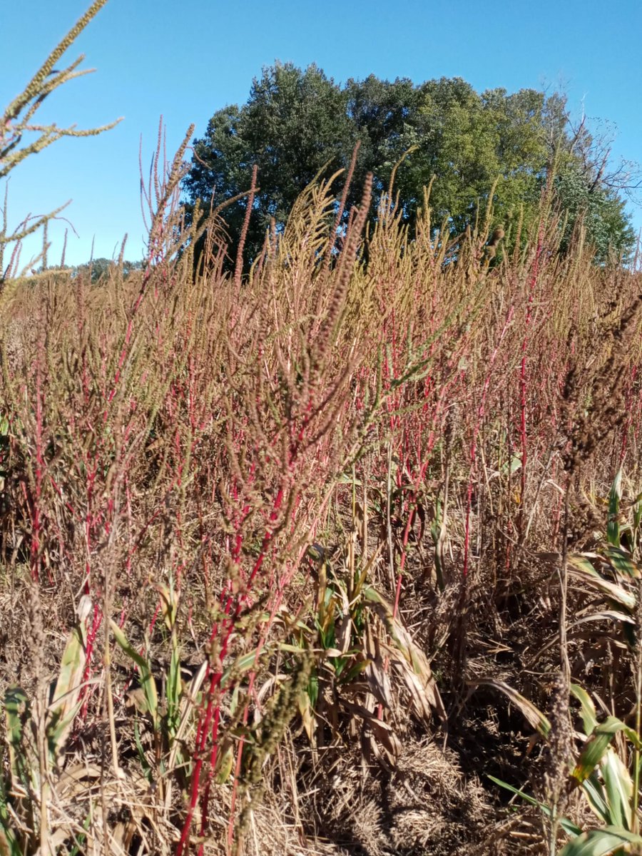 Fernando Oreja's Threads – Thread Reader App