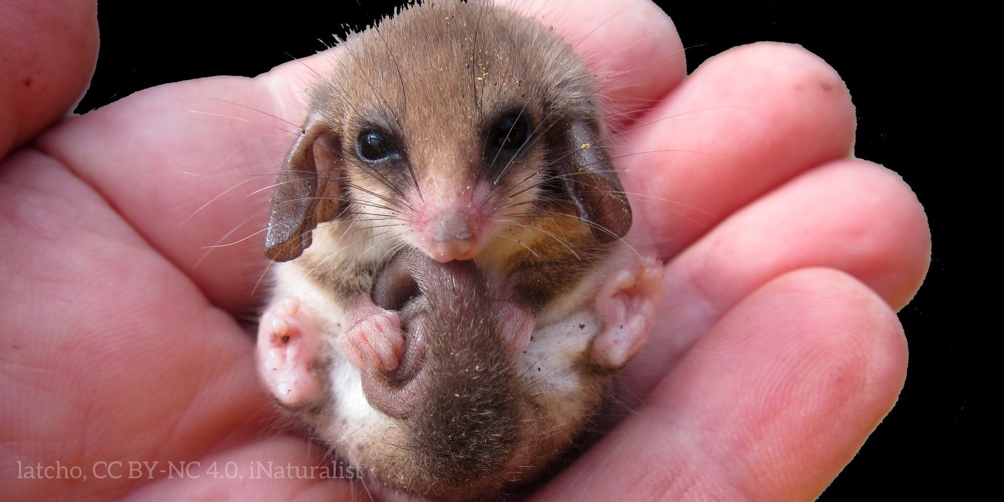 Western Pygmy Possum