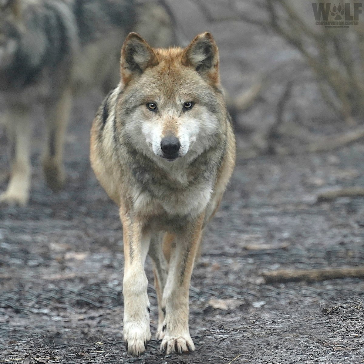 Dark Brown Female Wolf