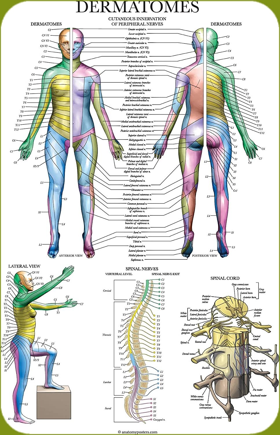 Peroneal Nerve Dermatome