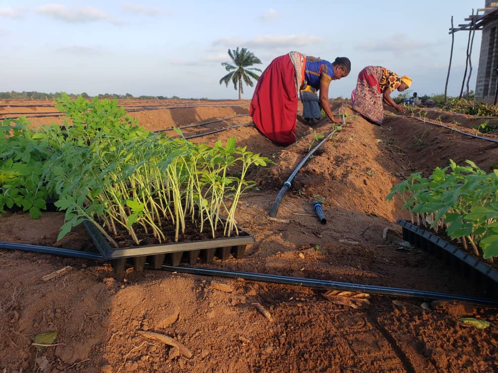 1. Kupata mavuno mengi: Kilimo cha umwagiliaji hutoa maji ya kutosha ...