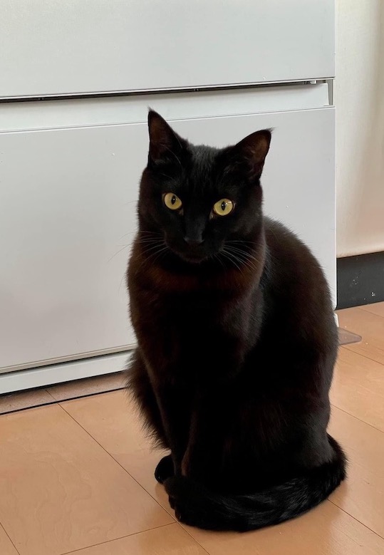 零 兄貴(@zero_aniki) - Twilog (ツイログ)