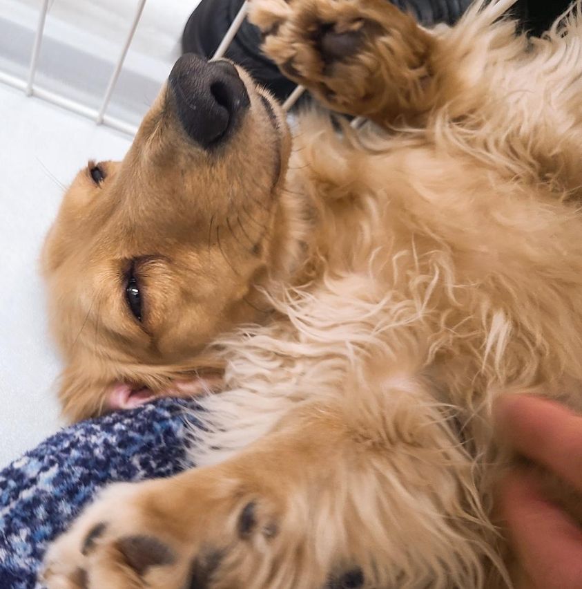 河原アイペットワールド専門学校【公式】(@aipet_kawahara) - Twilog