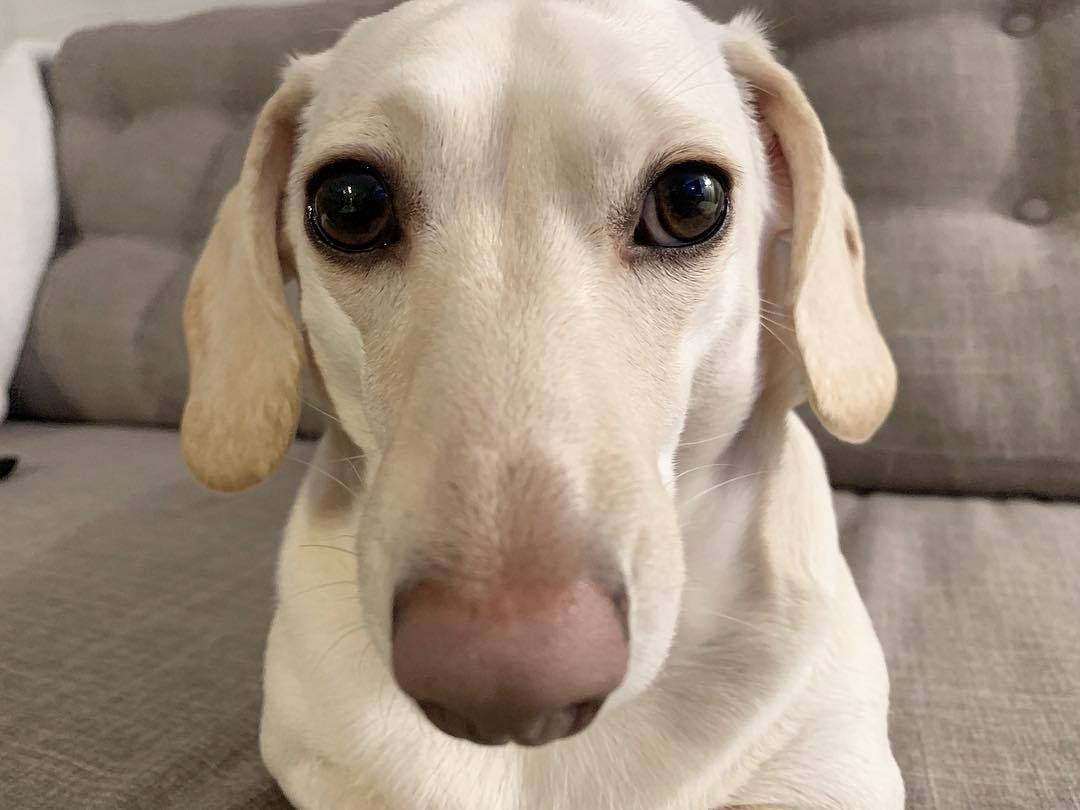 TW Pornstars - 2 pic. Genshin Impact Anything Bot. Twitter. Kujou Sara knows what you are. 10:45 ...