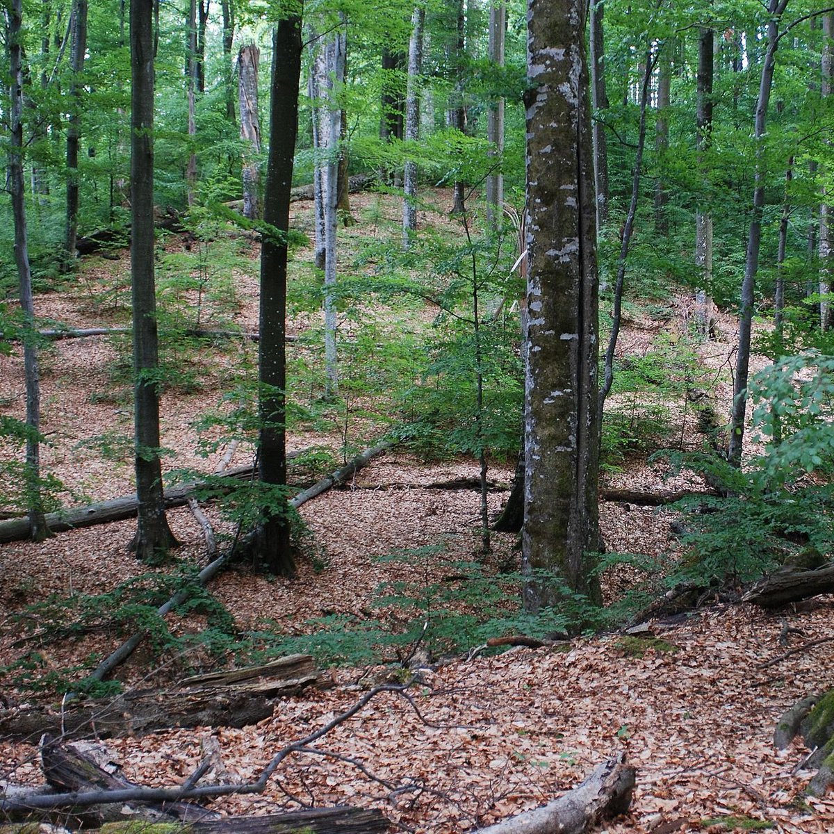 (1/13) Today a theoretical thread about #ancient etymology: #Bohemia ...