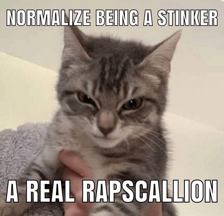 Reactions On Twitter Impact Font Evil Cat Normalize Being A Stinker A