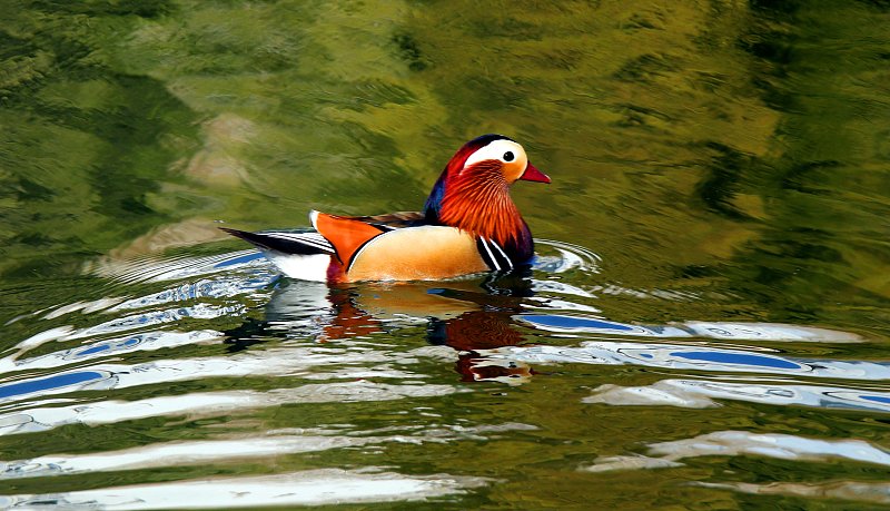 In the early morning, several mandarin ducks were seen foraging in ...