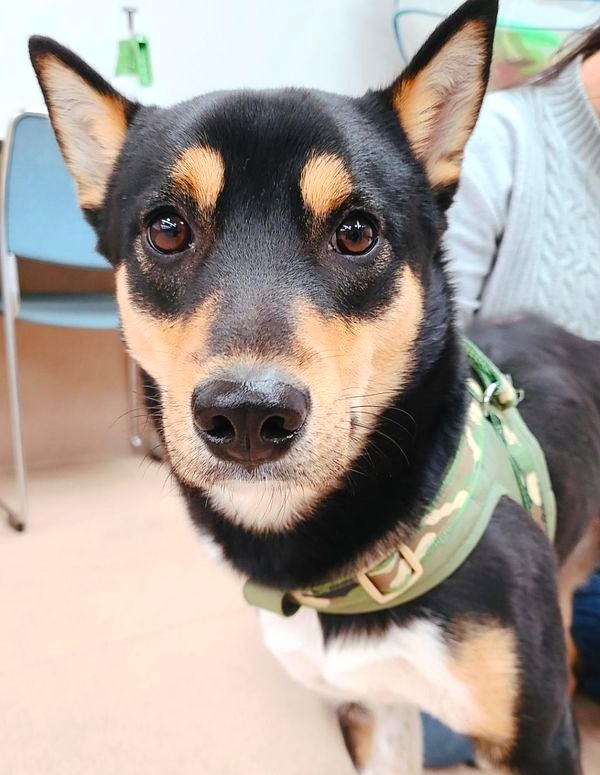 河原アイペットワールド専門学校【公式】(@aipet_kawahara) - Twilog