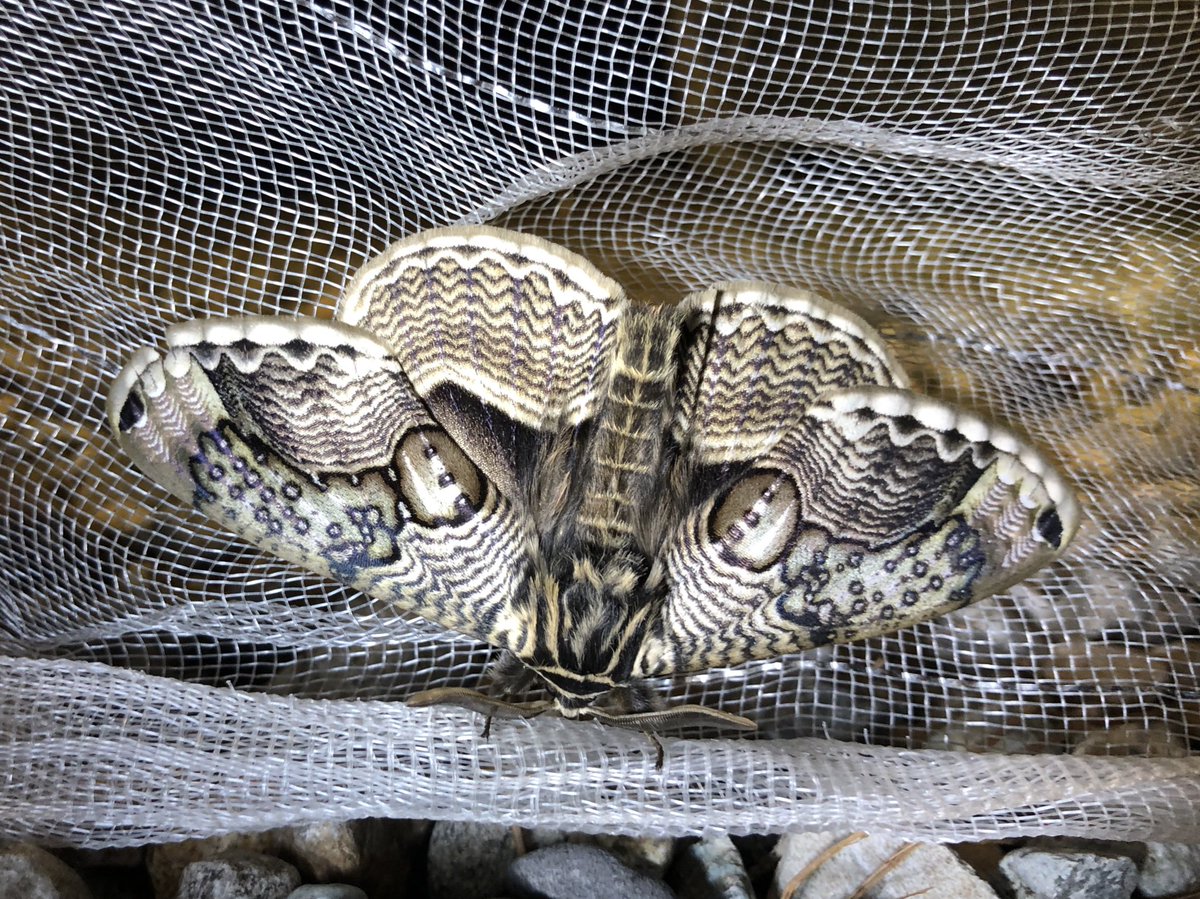 syakuga 🦋個展3/1-10 @安曇野(@Lotus_87s) - Twilog (ツイログ)