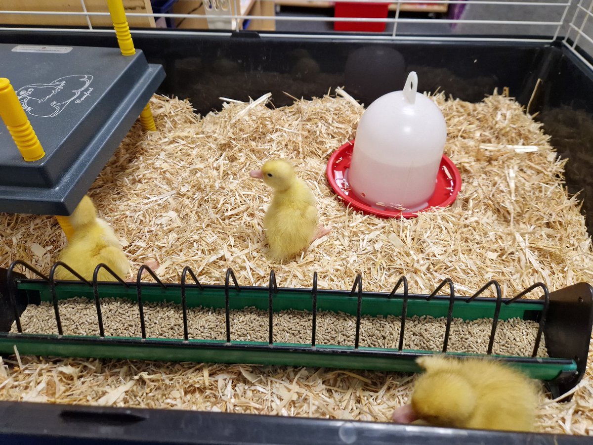 Talking sticks were traditionally used by many tribes, especially those ...