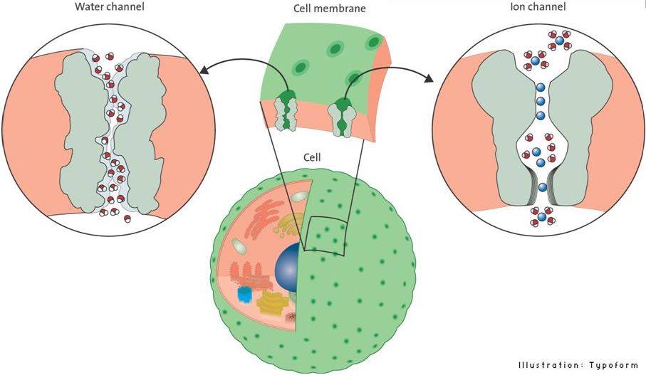 Water Channel Diagram