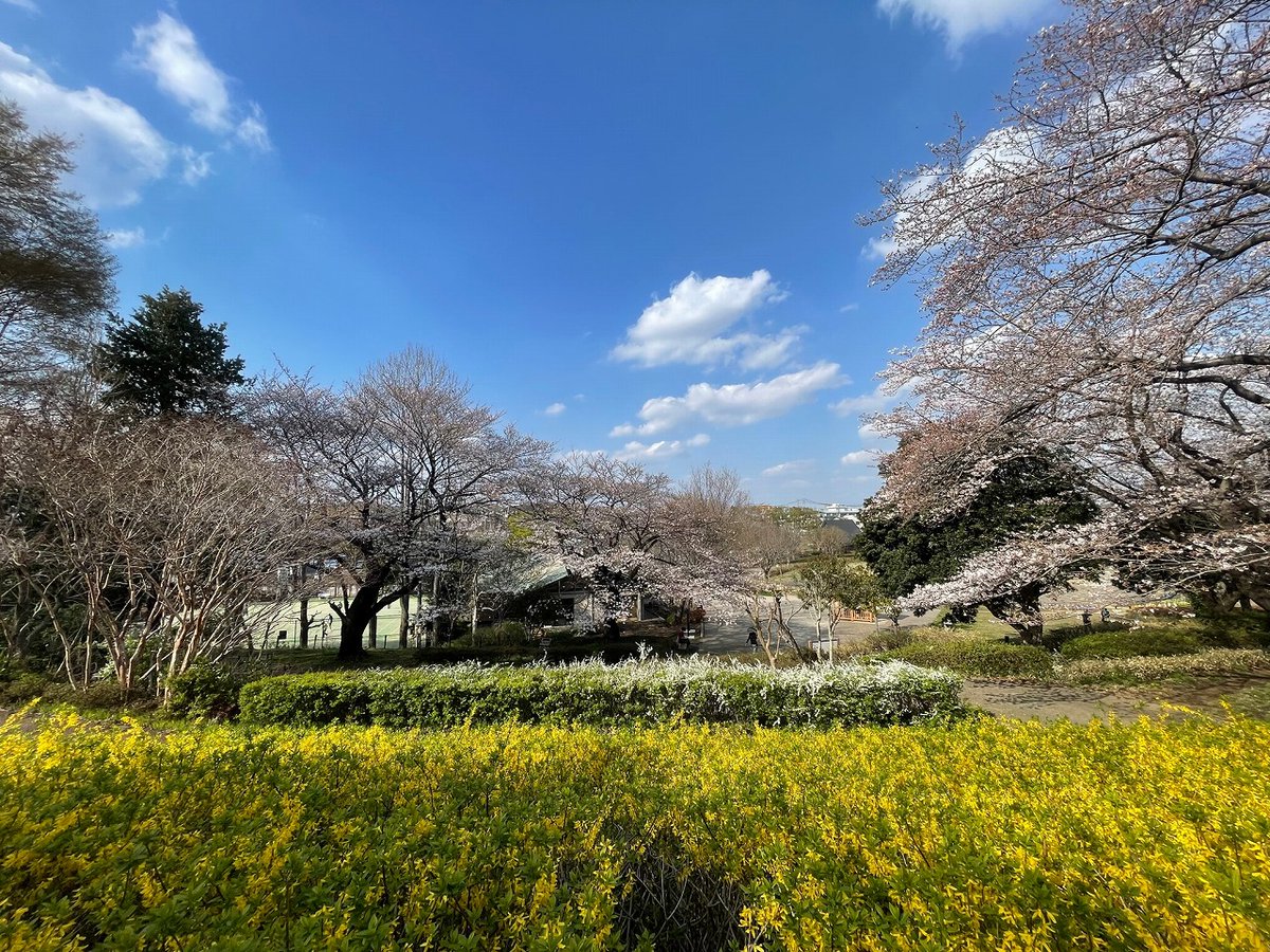 座間谷戸山公園日々 On Twitter 座間谷戸山公園 春景色 座間谷戸山公園 ショカツソウ キブシ レンギョウ ユキヤナギ ソメイヨシノ