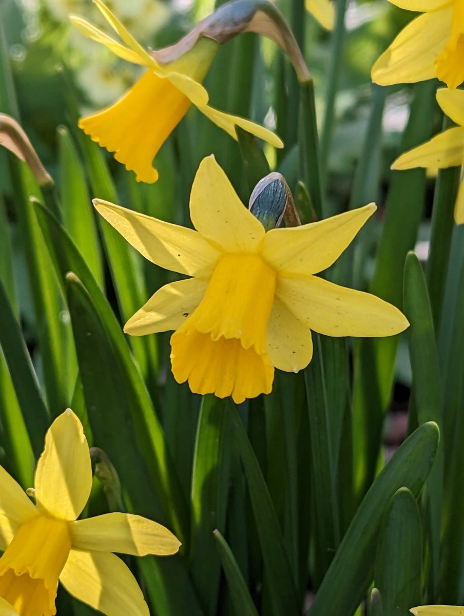 Thread by @zugzwanged on Thread Reader App – Thread Reader App