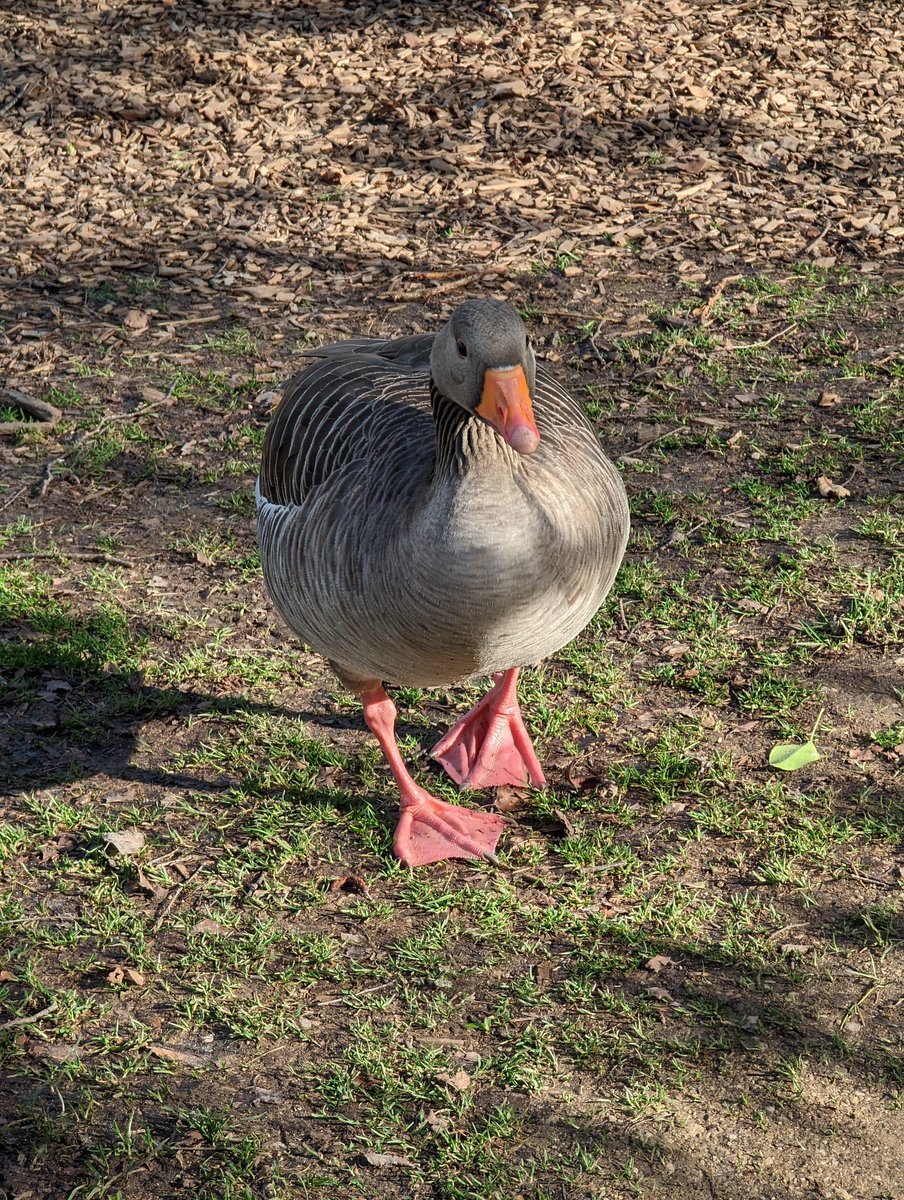 Thread by @zugzwanged on Thread Reader App – Thread Reader App