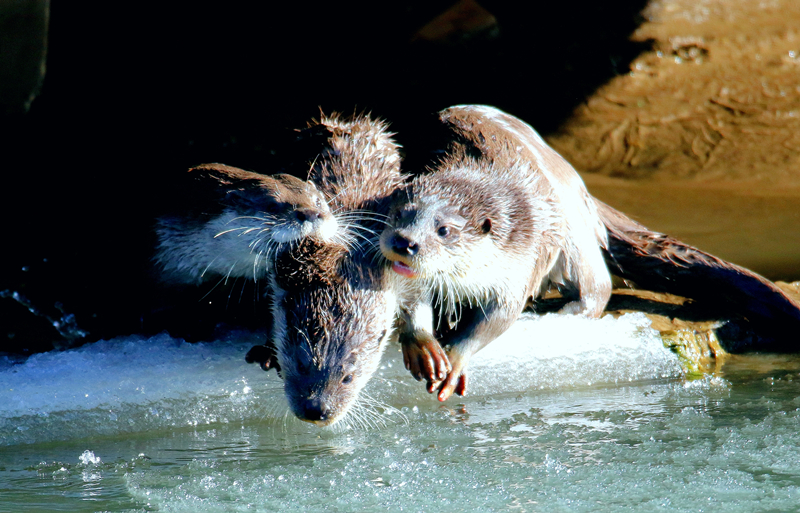 Yushu Tibetan Autonomous Prefecture, northwest China's Qinghai Province ...