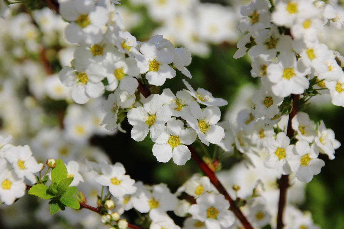 本庄敦(@atsu_hon) - Twilog (ツイログ)