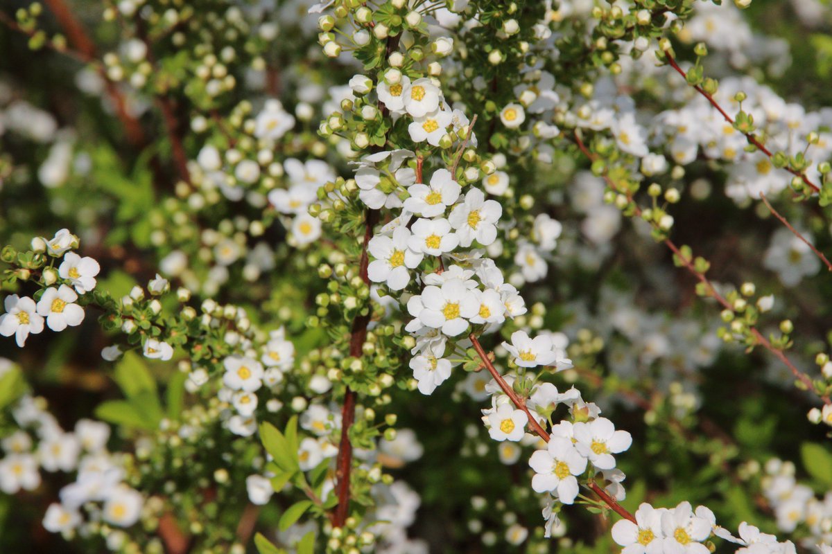 本庄敦(@atsu_hon) - Twilog (ツイログ)