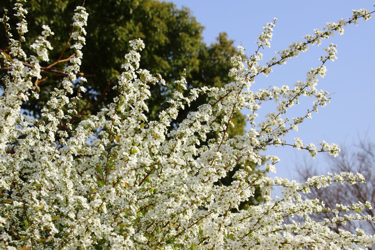 本庄敦(@atsu_hon) - Twilog (ツイログ)