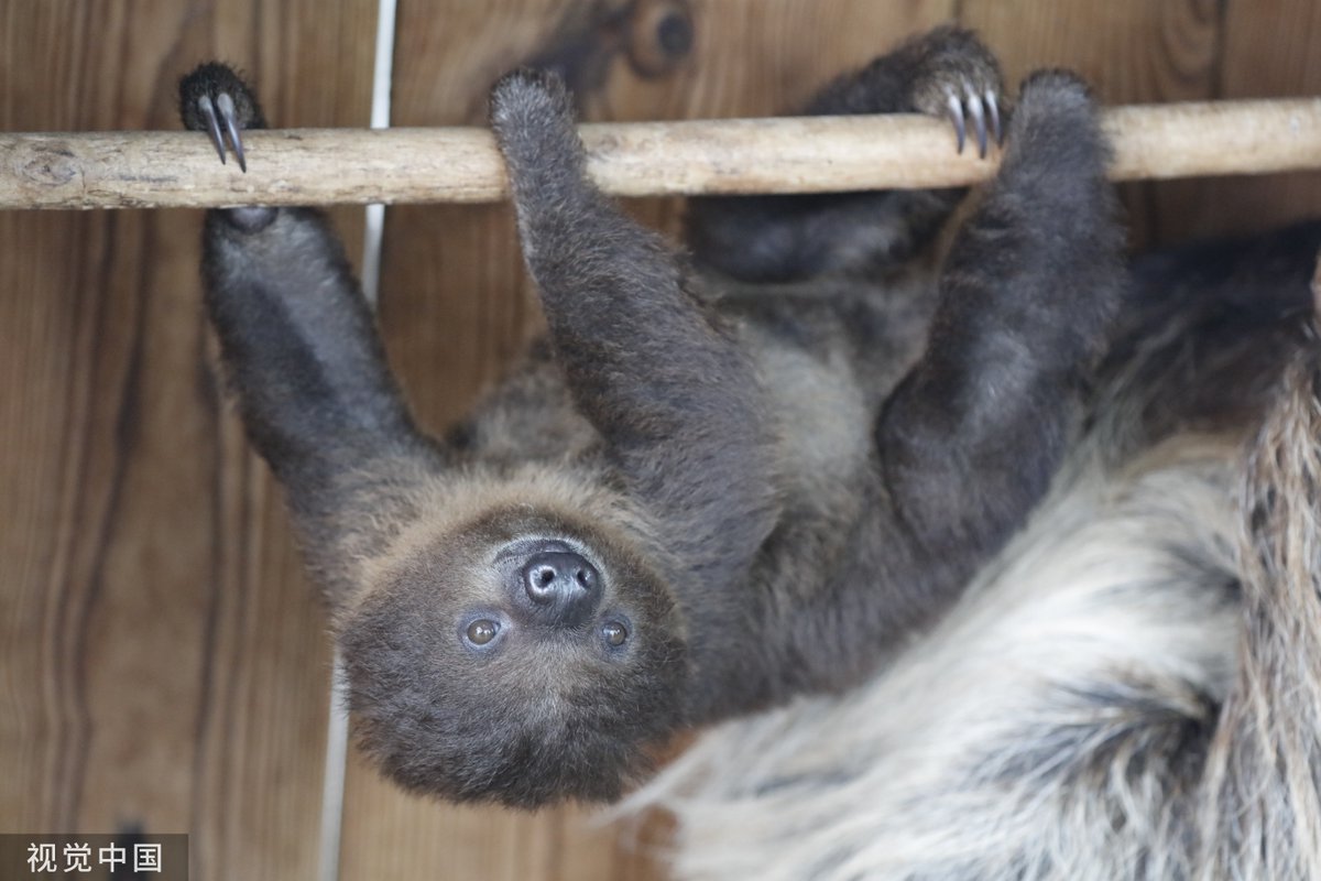 So cute! This is the first baby sloth born in Chongqing, China. China ...