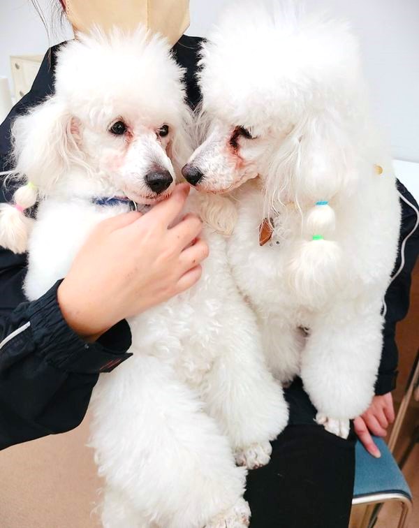 河原アイペットワールド専門学校【公式】(@aipet_kawahara) - Twilog