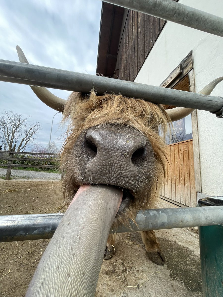 alex 🐀 on Twitter: "RT @tinysnekcomics: POV: you just got licked by a big cow"