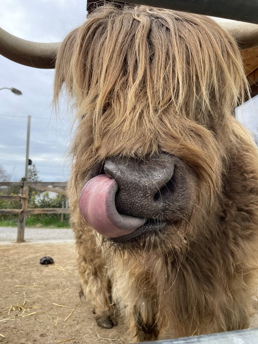 alex 🐀 on Twitter: "RT @tinysnekcomics: POV: you just got licked by a big cow"