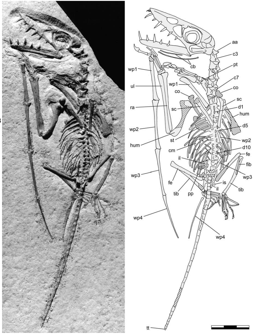 Gabriel N. U. on Twitter: "RT @WryCritic: This is my favourite pterosaur fossil, there's ...