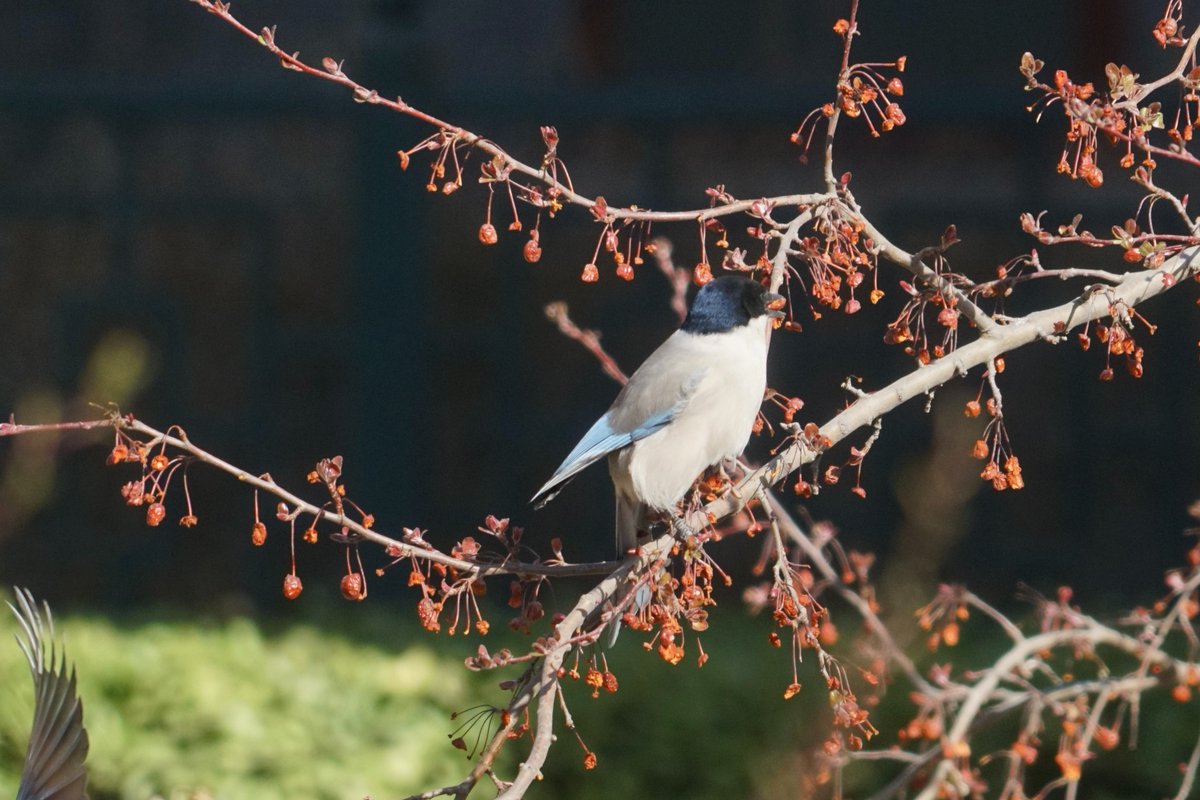 🌳🐦🔍 Exploring #Yanyuan and discovering new feathered friends can be ...