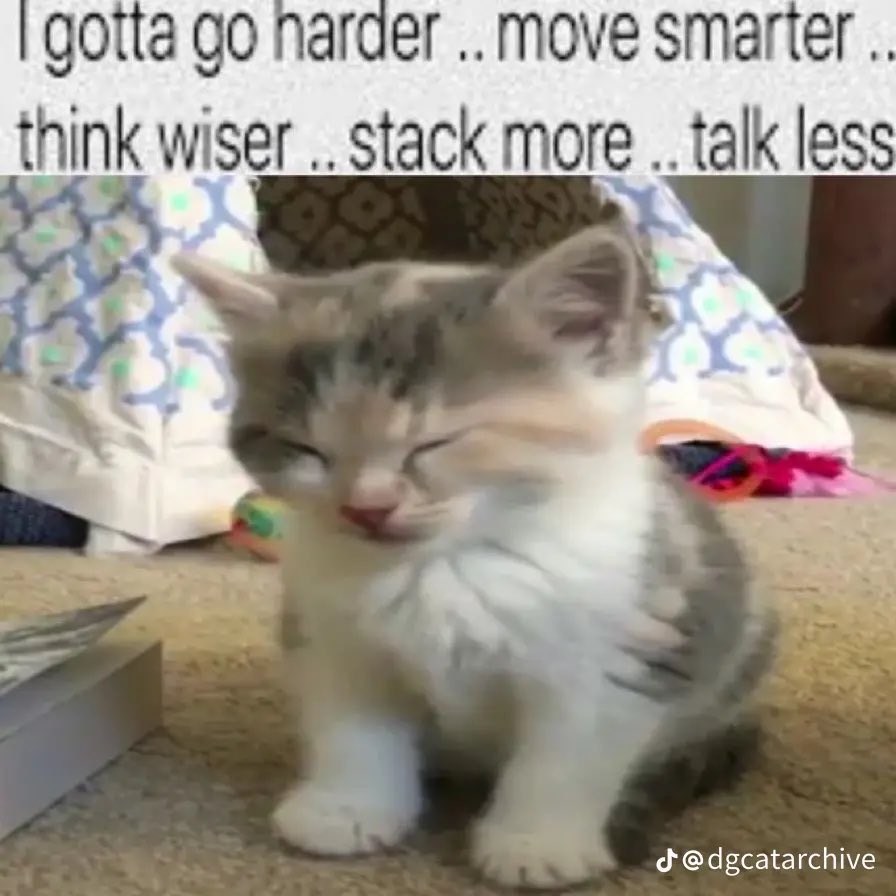 Try Harder Cat Meme