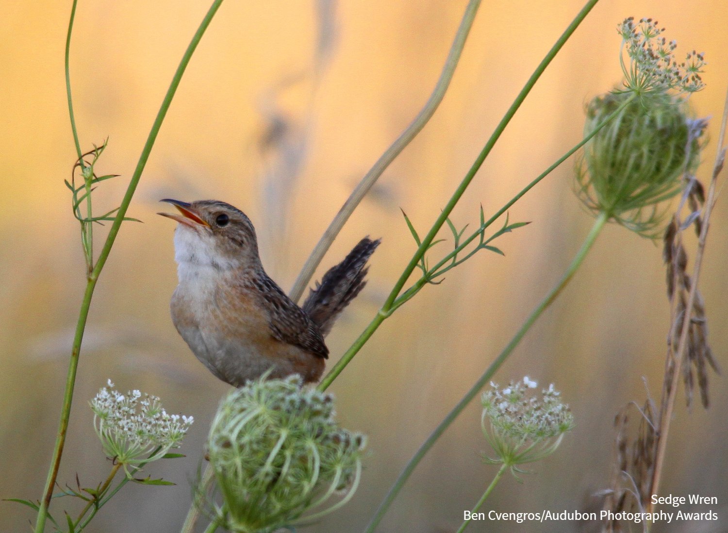 The Audubon Bird Guide app is a free and complete field guide to over ...