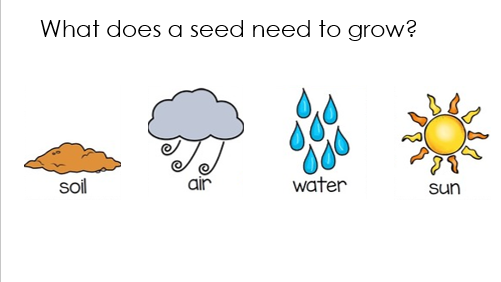 What Seeds Need To Grow
