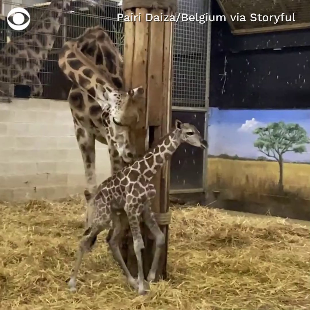Belgium’s Pairi Daiza Zoo welcomed a rare Rothschild giraffe calf ...