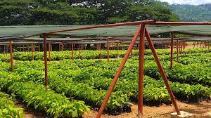 FARM LESSON: NURSERY BED (Definition, Preparation, Sowing, Maintenance ...