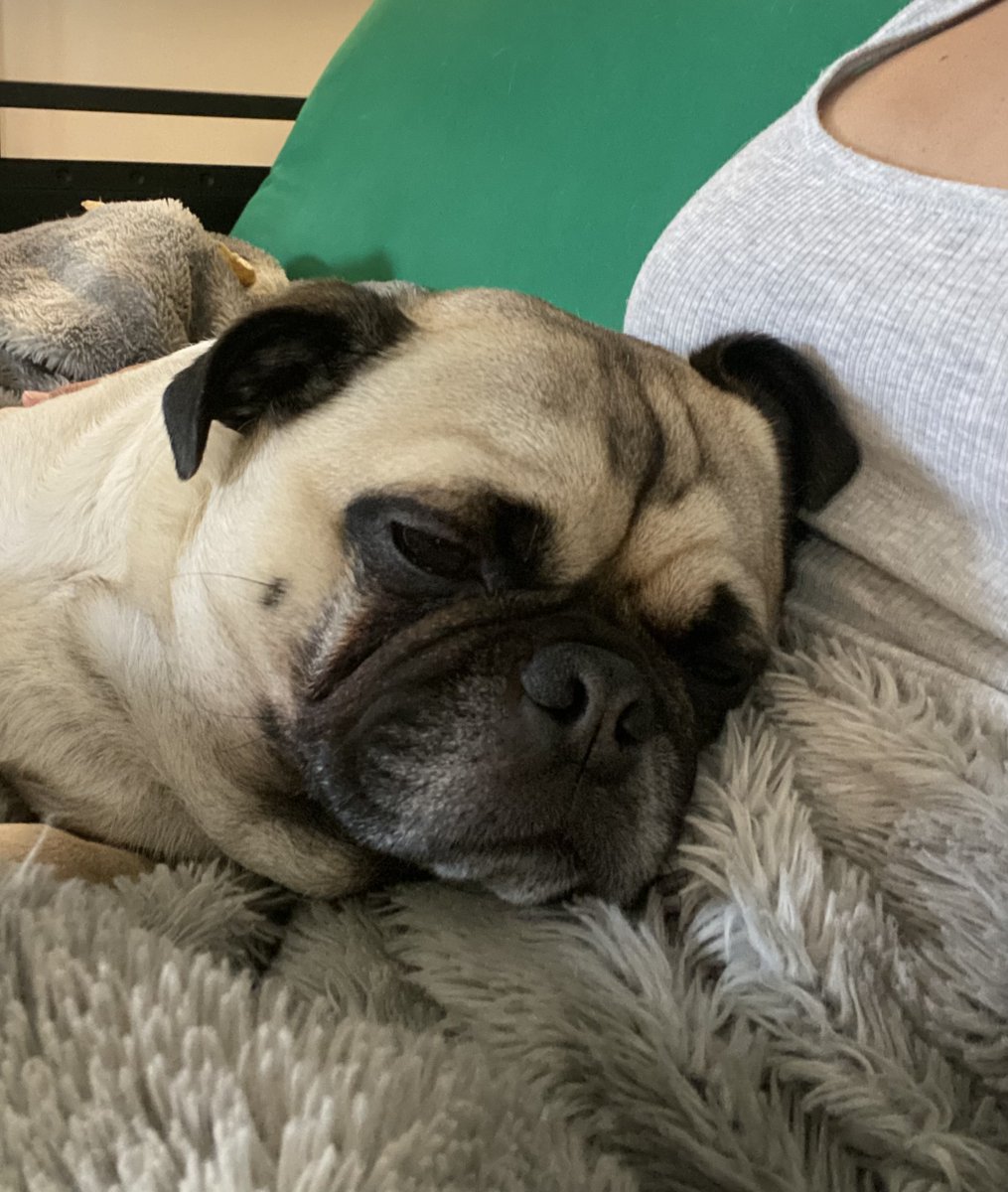 Dana Vespoli on Twitter: "Pucci says goodnight😴"