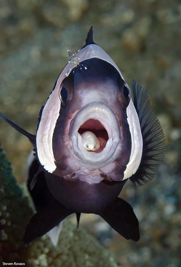 Clown Triggerfish Teeth