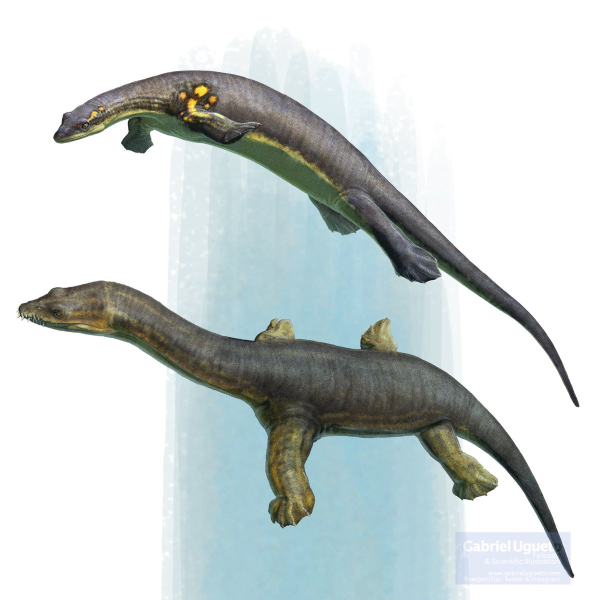 Gabriel N. U. on Twitter: "RT @SerpenIllus: A couple of Sauropterygians from Middle Triassic ...