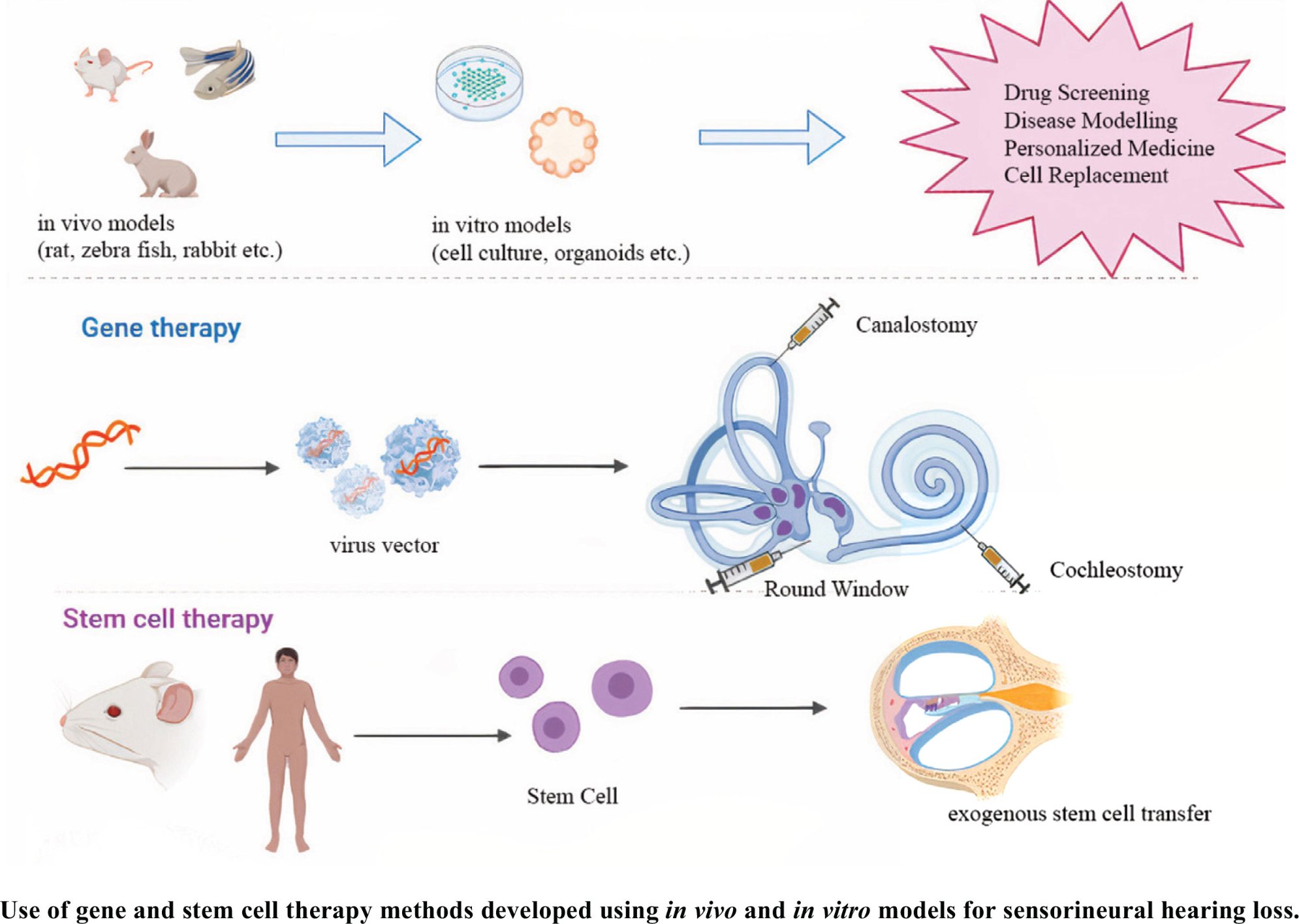 🥼Agingdoc1⭐MD, PhD 🔔 on Twitter: "Regenerative Therapy Approaches and Encountered Problems in ...