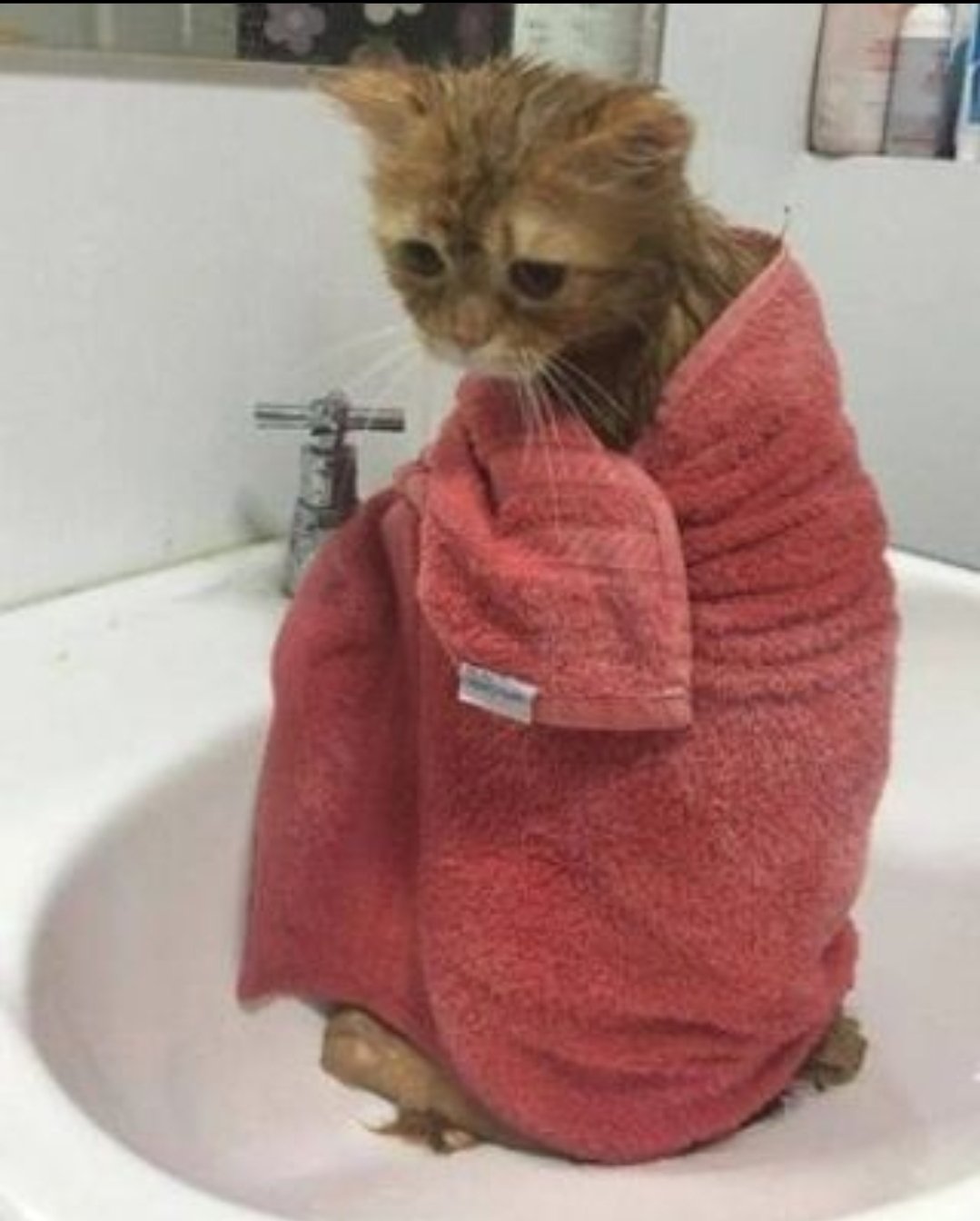 Sad Cat Shower