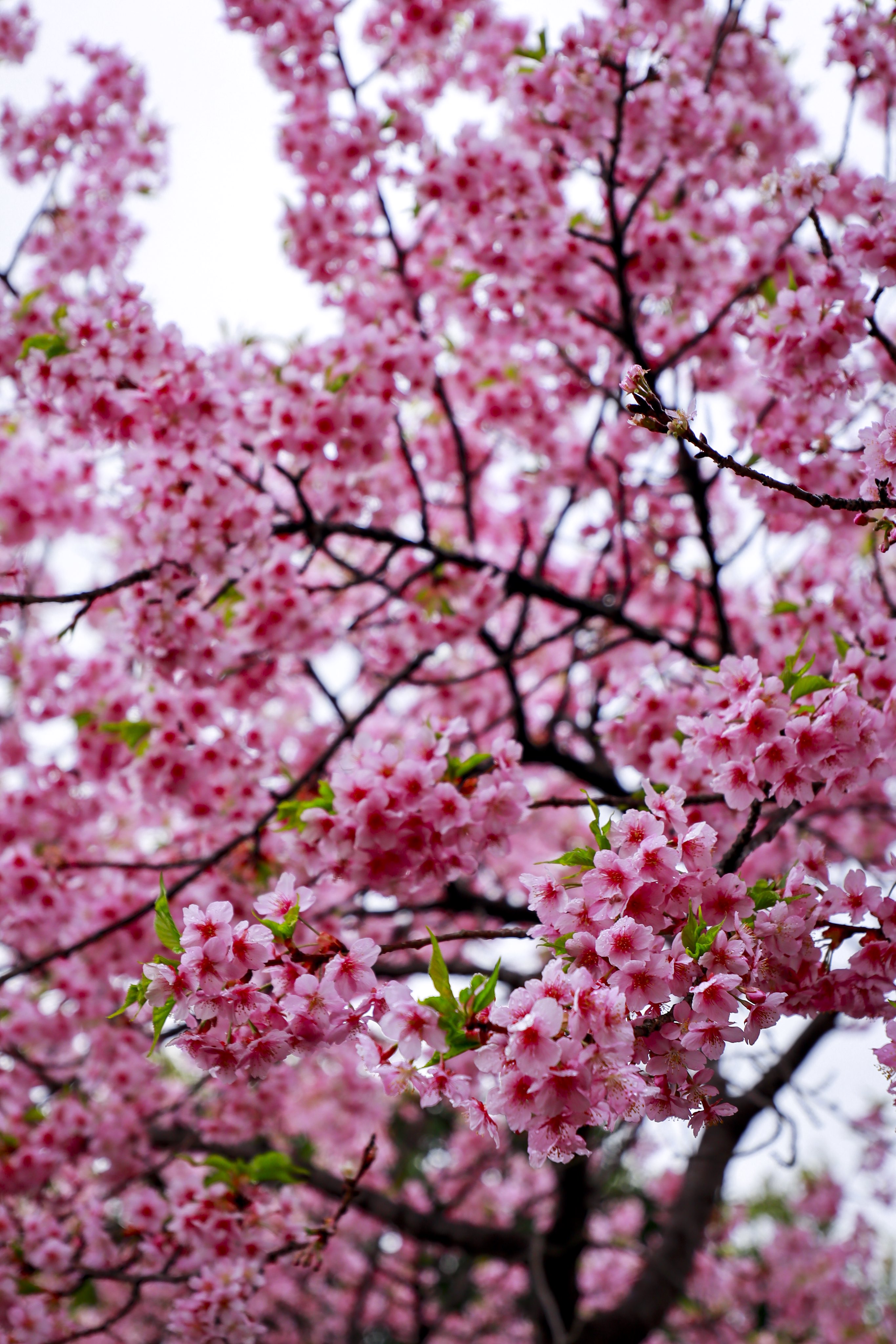 𝑅𝑒𝒾𝓃𝒶 (@reina_pf05) / Twitter