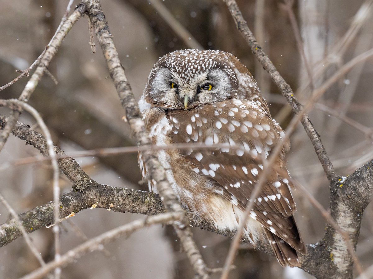 David Lei on Twitter: "Boreal owl looking cozy as the snow begins to fall. (Last month in Quebec ...