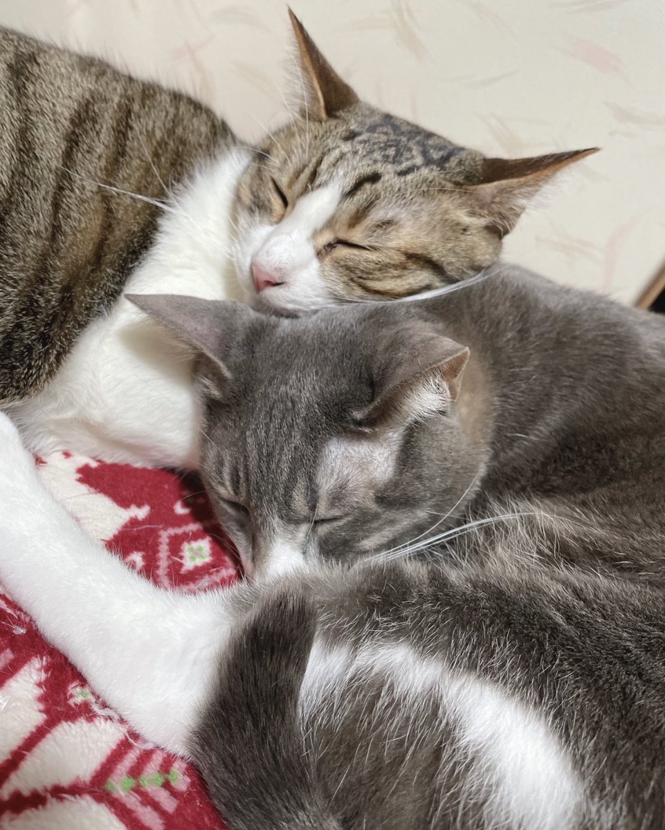 尚鈴今週もよろしくお願いします😉 On Twitter 🐱皆様おはようございます🐱 本日 3️⃣月1️⃣3️⃣日 𝐌𝐨𝐧𝐝𝐚𝐲 🌦 新たな週の始まり🌸🌸🌸 🌧雨スタートは嫌だなぁ
