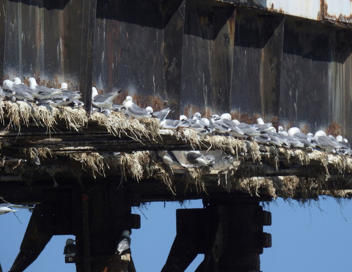 Charles Cuthbert on Twitter: "A new feature has popped up 1.4 km off the coast at Minsmere! This ...