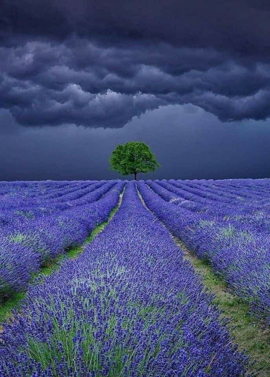 Storm over a Lavender Field, Provence, France 偷得富盛半日闲 @junyin2001