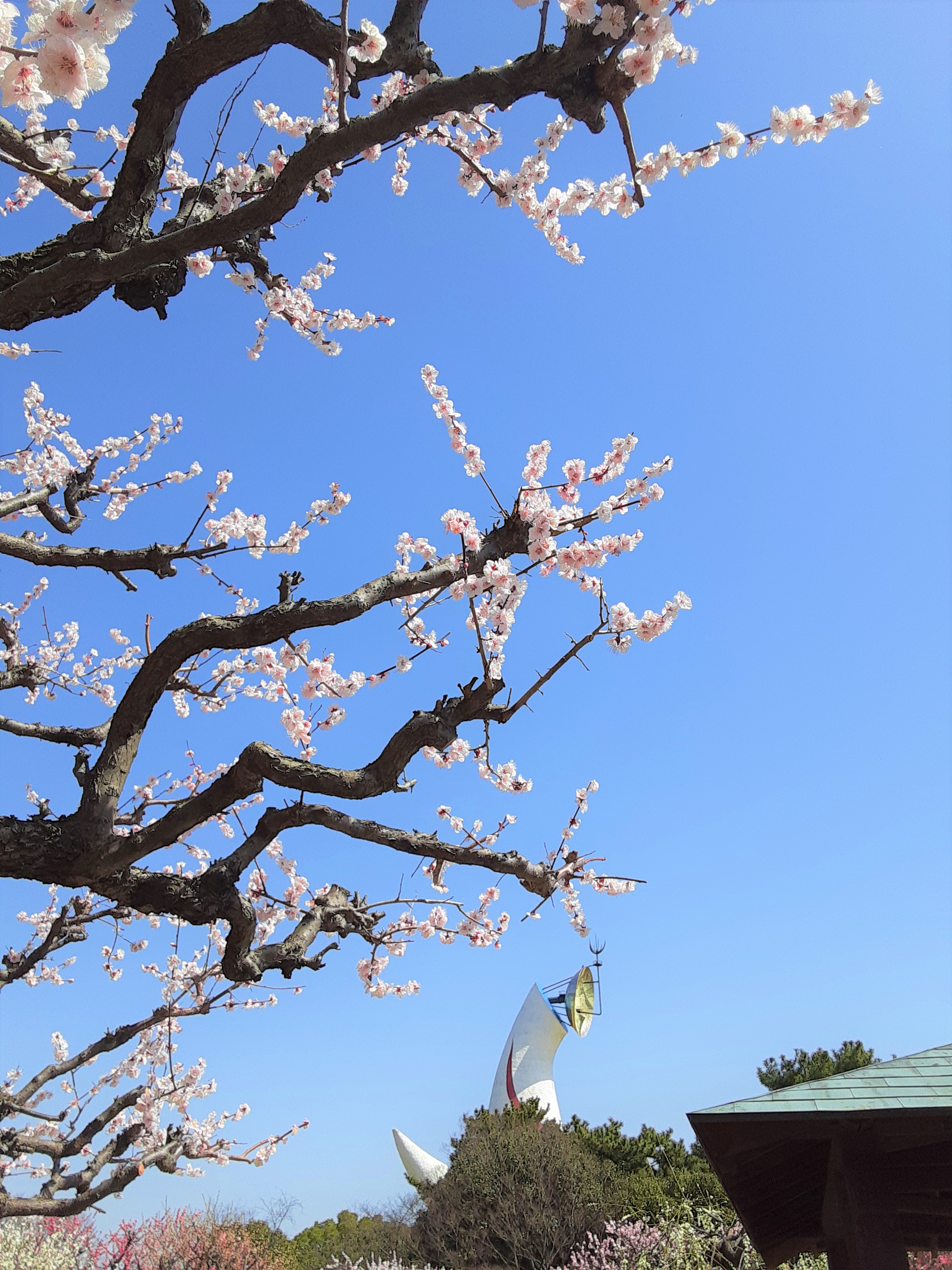 阪急沿線情報紙TOKK【公式】50周年を迎えました🎉 on Twitter: "【阪急一景】 暖かくなり 春一番も吹きましたが 万博記念公園の梅 まだまだ見頃です😊 https://t.co ...