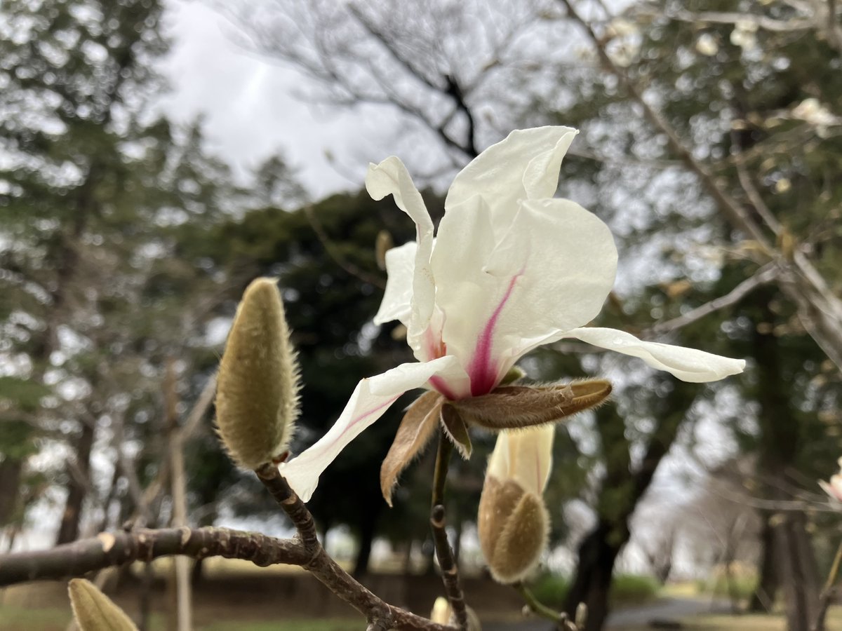 どんより空の下、ソメイヨシノが咲いたのを見つけました。まだ一輪ですので、お花見はゆっくりいらして下さい🌸 黄色が鮮やかなレンギョウと桜の華やい ...