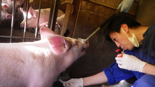 JAcom農業協同組合新聞 on Twitter: "【JA全農の若い力】農場に寄り添い 家畜守る 家畜衛生研究所(1)クリニック北日本分室 田口仰星さん｜JAcom 農業協同組合新聞 ...