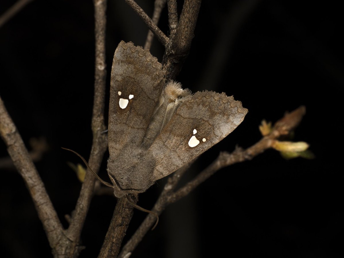 syakuga @写真展終了(@Lotus_87s) - Twilog