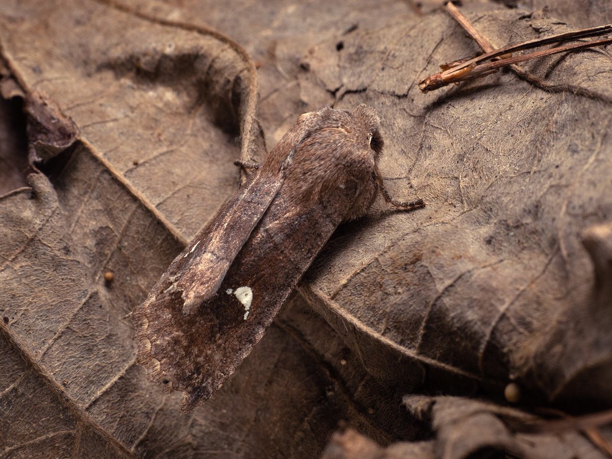 syakuga(ﾊﾞﾀﾌﾗｲｵｼﾞｻﾝ)(@Lotus_87s) - Twilog