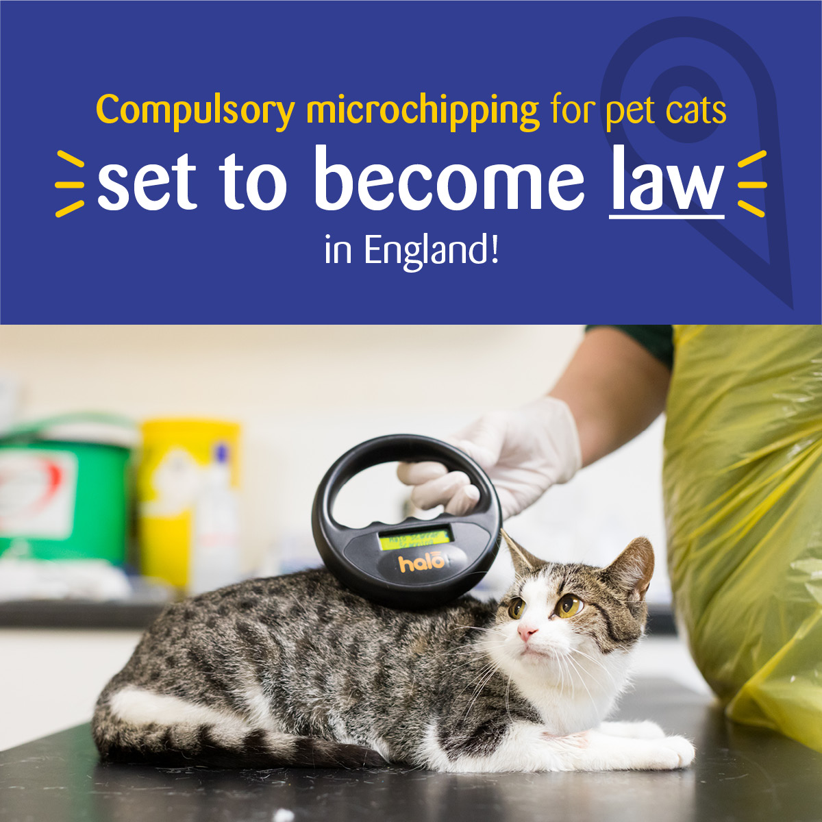 Cats Protection on Twitter: "Celebration time! After years of campaigning by #CatsProtection and ...