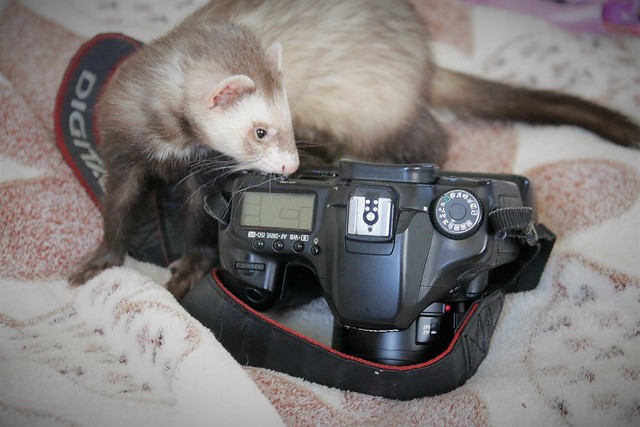 hyunjin as ferrets on Twitter: